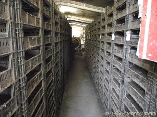 Ferma de … râme. - Jurnalul Bucurestiului